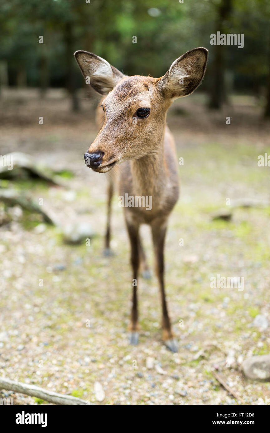 Cervo gigante di corna immagini e fotografie stock ad alta risoluzione ...