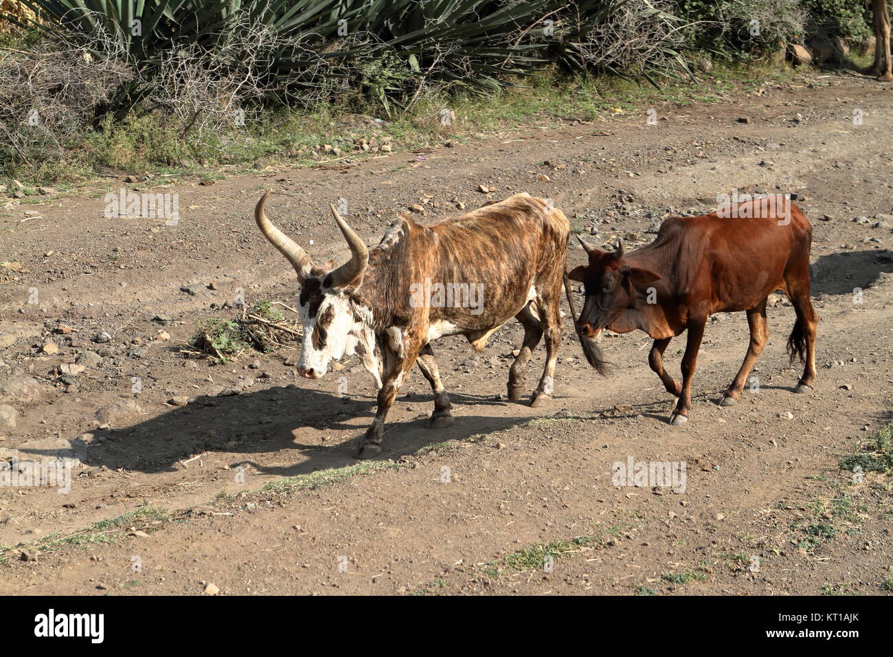 Bovini da allevamento immagini e fotografie stock ad alta risoluzione ...