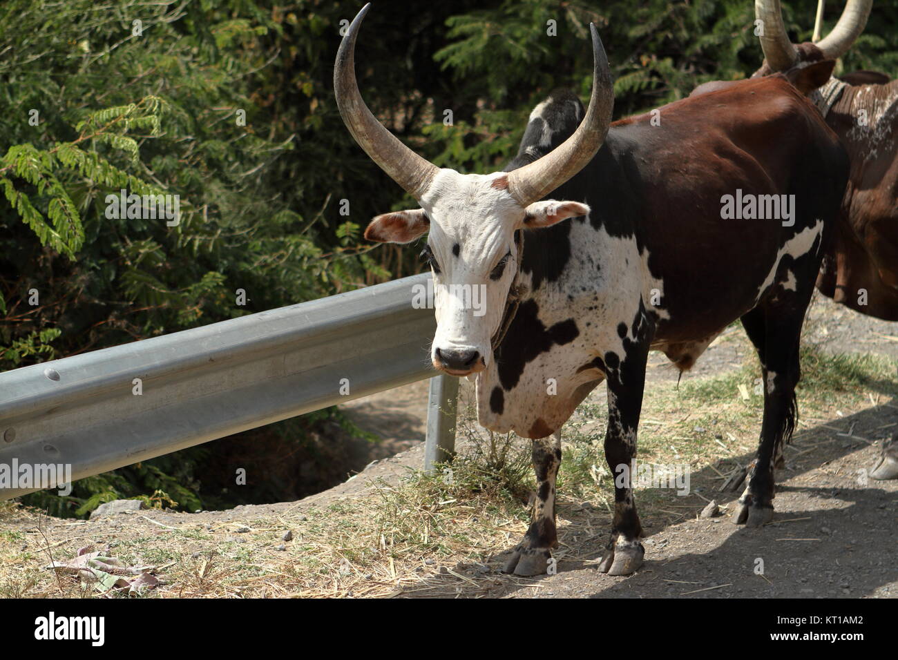 Bovini da allevamento immagini e fotografie stock ad alta risoluzione ...