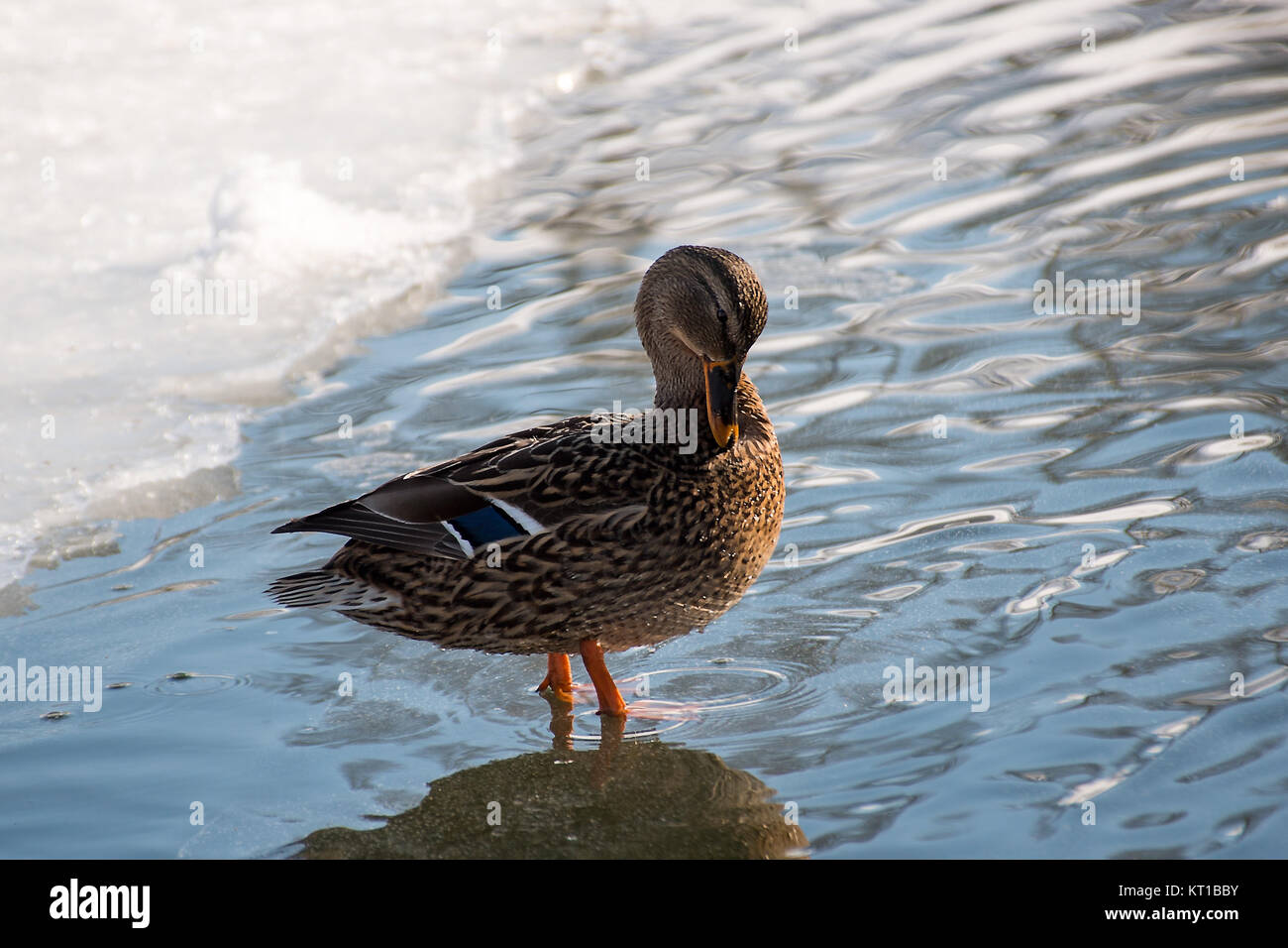 Una papera in piedi in acqua vicino il ghiaccio di un laghetto ...
