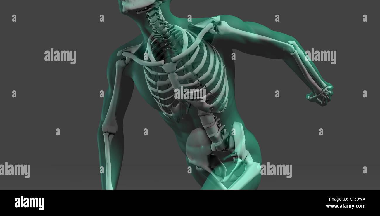 Anatomia umana con visibile dello scheletro e muscoli Foto stock - Alamy