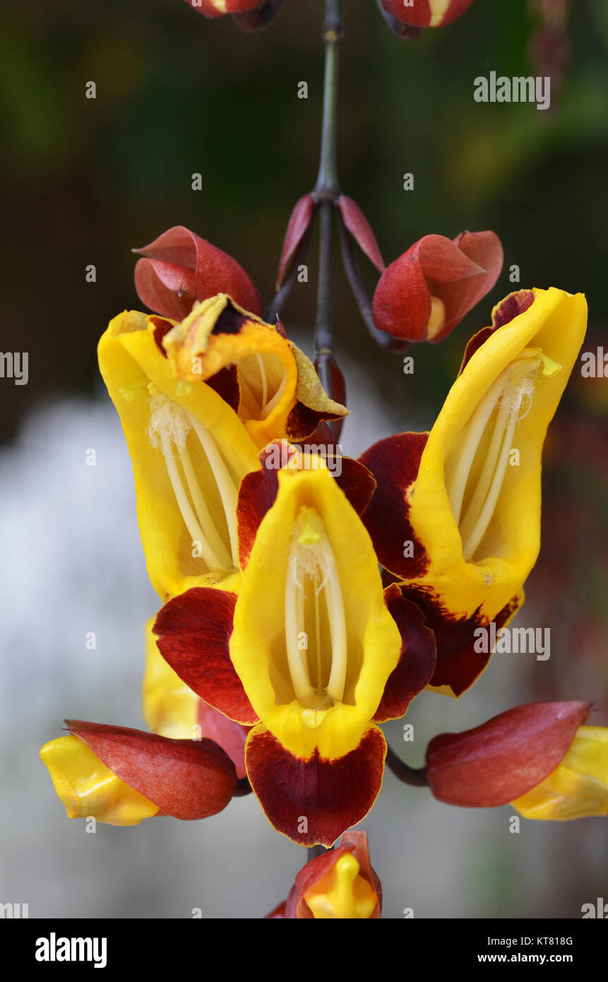 Thunbergia mysorensis acanthaceae immagini e fotografie stock ad alta ...