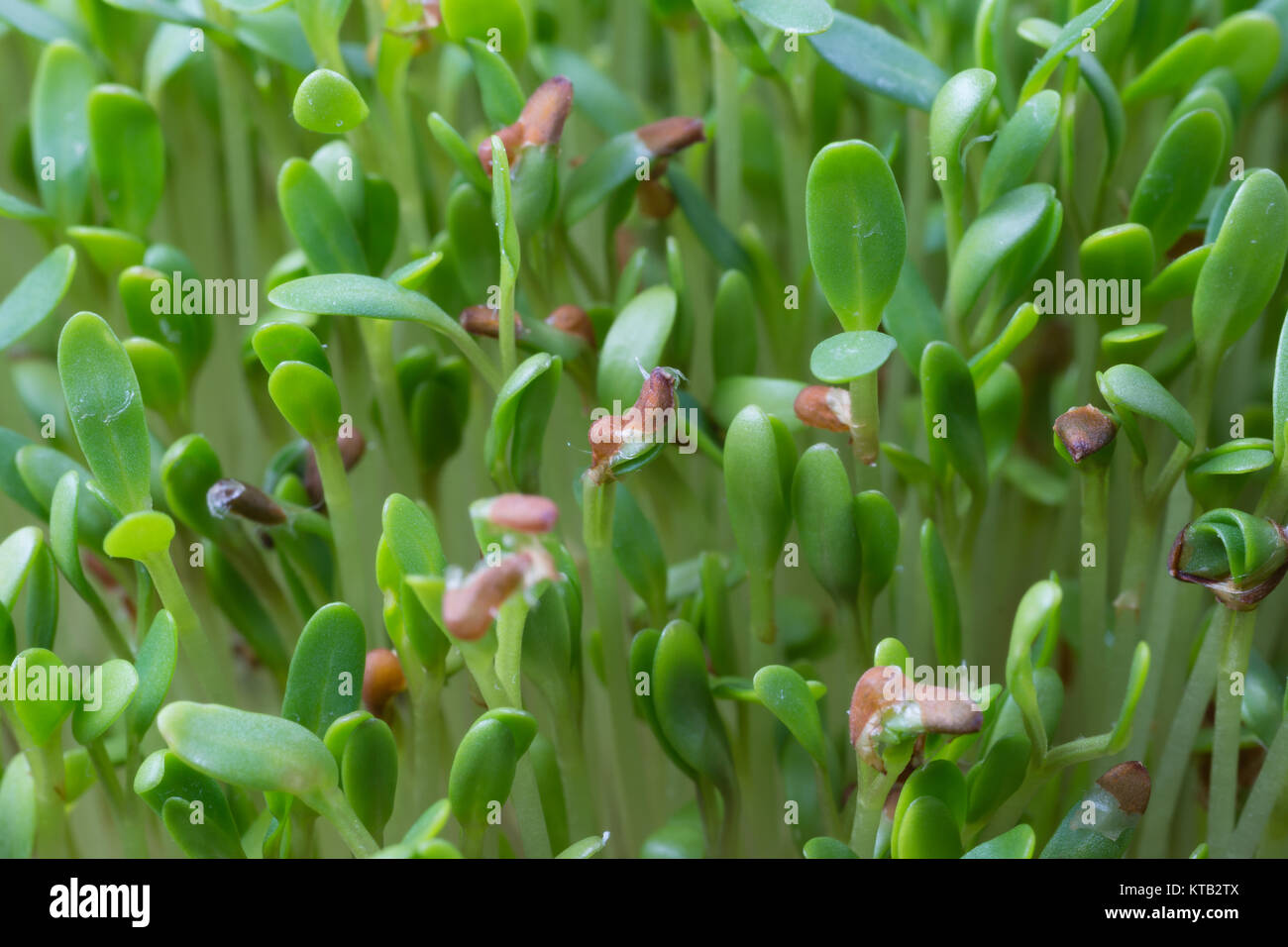 Pianta di crescione immagini e fotografie stock ad alta risoluzione - Alamy