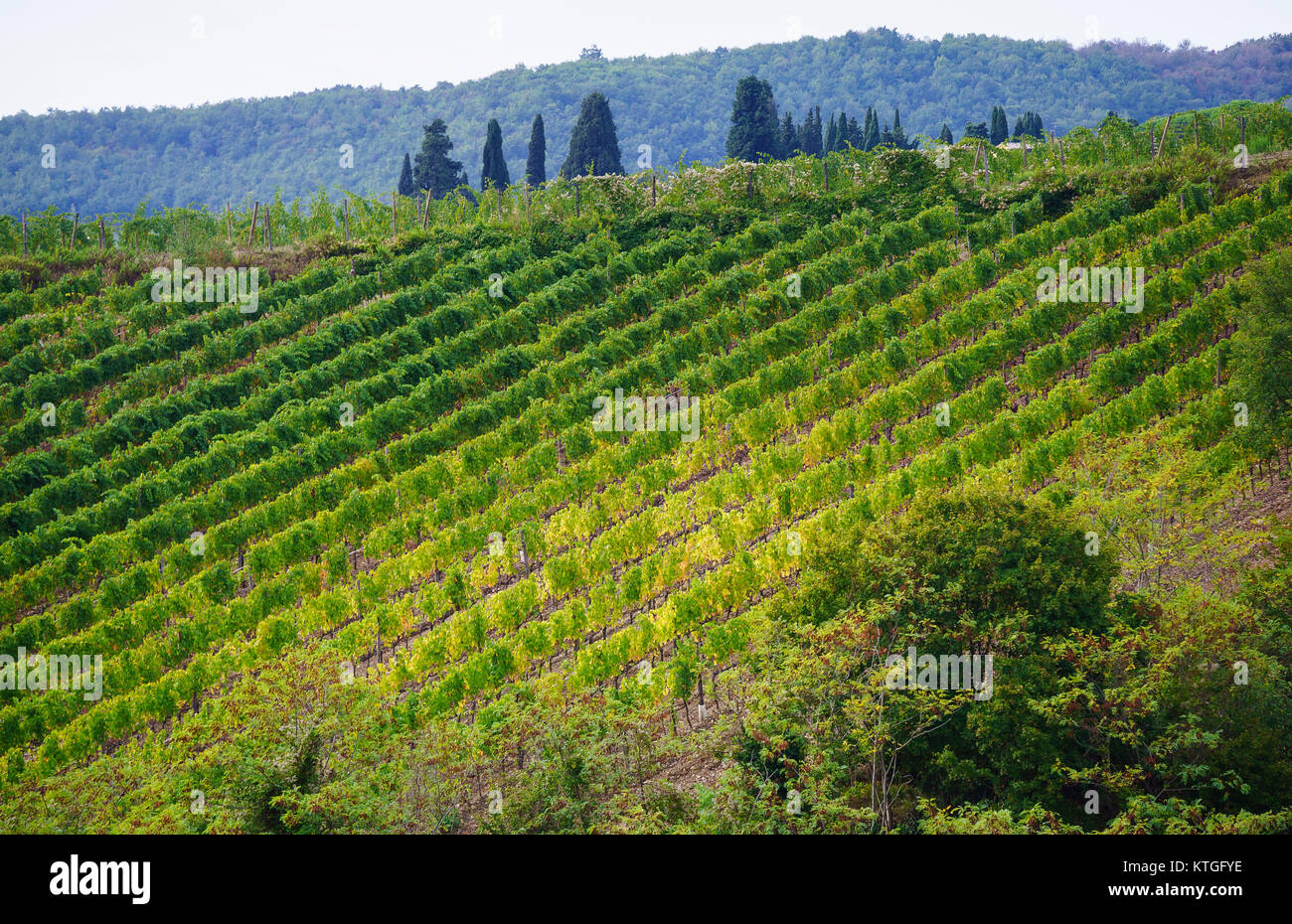 Vigneti toscana italia immagini e fotografie stock ad alta risoluzione ...