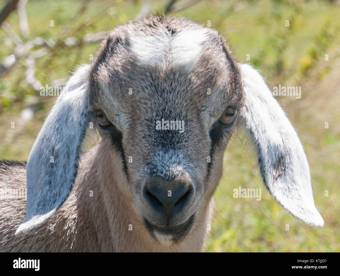 Isola di capra d'epoca immagini e fotografie stock ad alta risoluzione ...