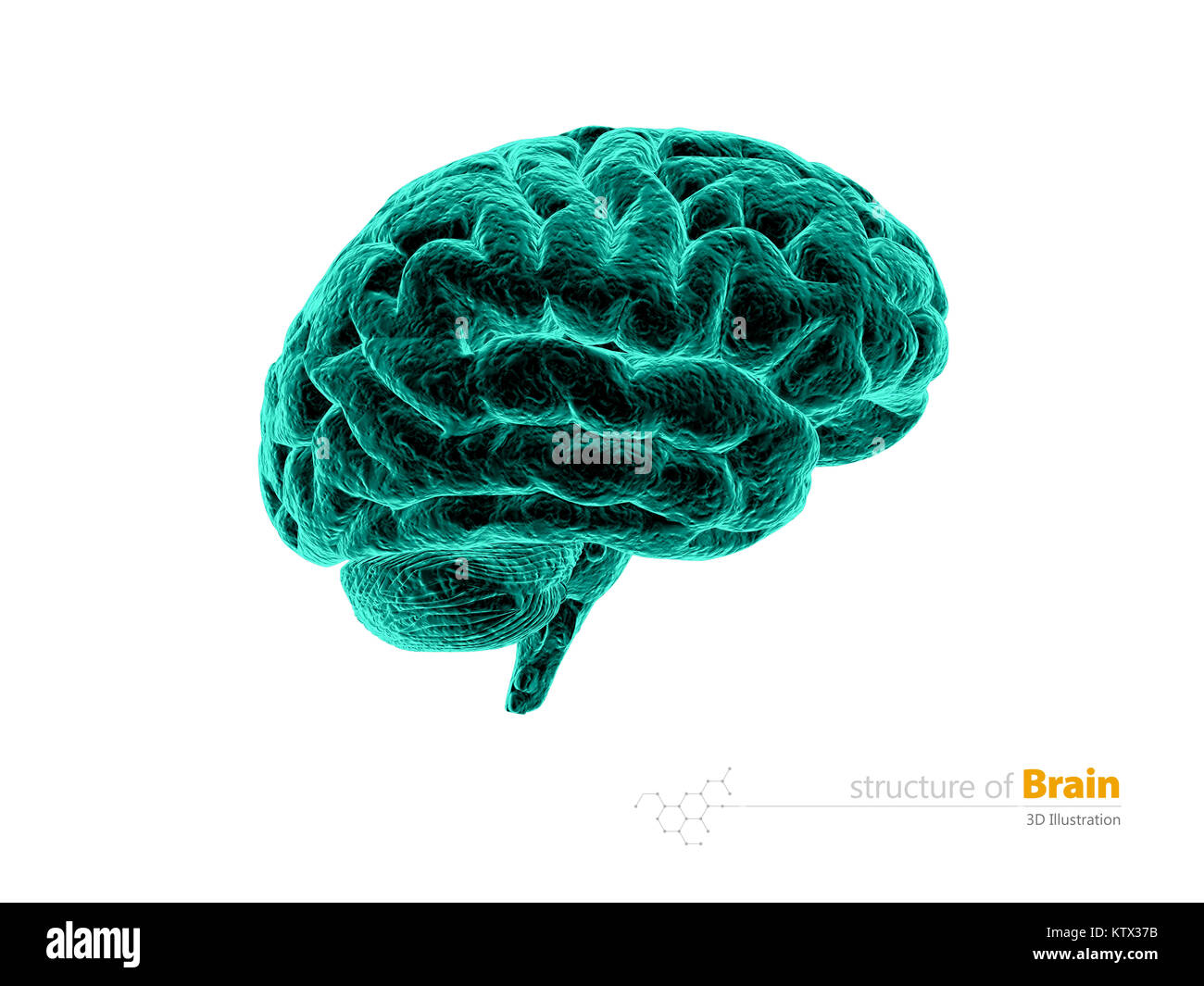 Cervello umano x-ray, anatomia struttura. Cervello umano anatomia 3d ...
