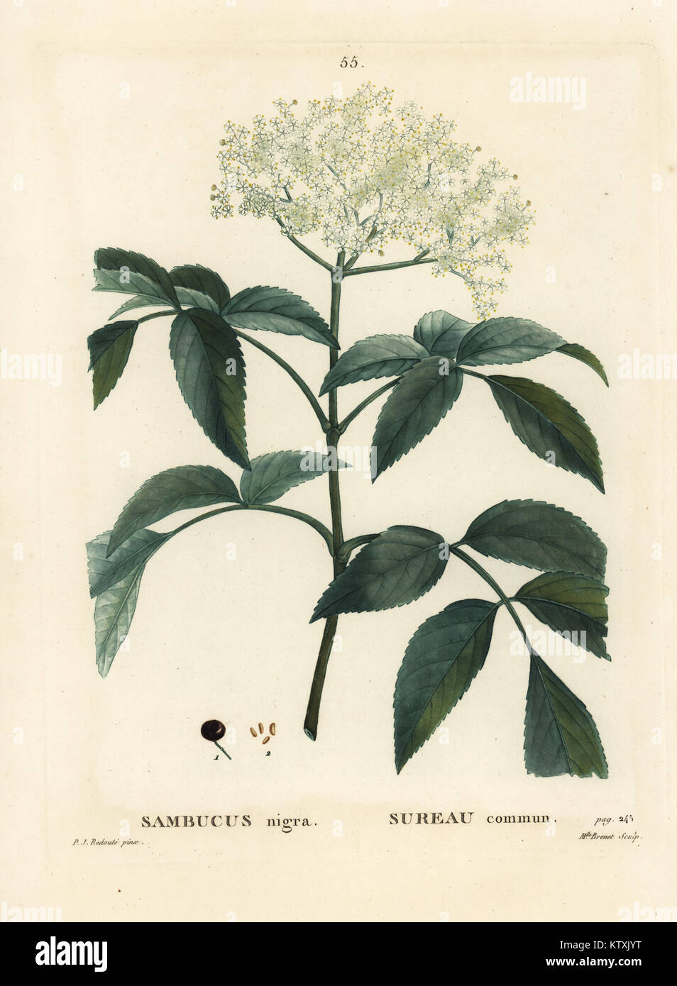 Sambucus illustration immagini e fotografie stock ad alta risoluzione ...