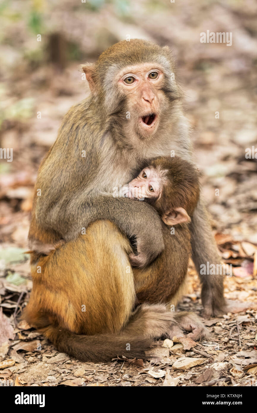 Il macaco rhesus macaca mulatta, è una delle più note specie di scimmie ...