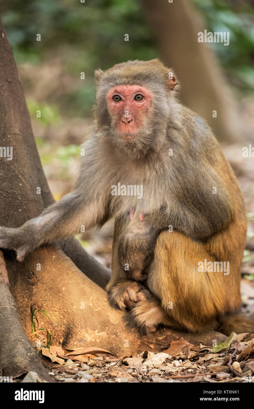 Scimmie Rhesus Macaques Immagini e Fotos Stock - Alamy