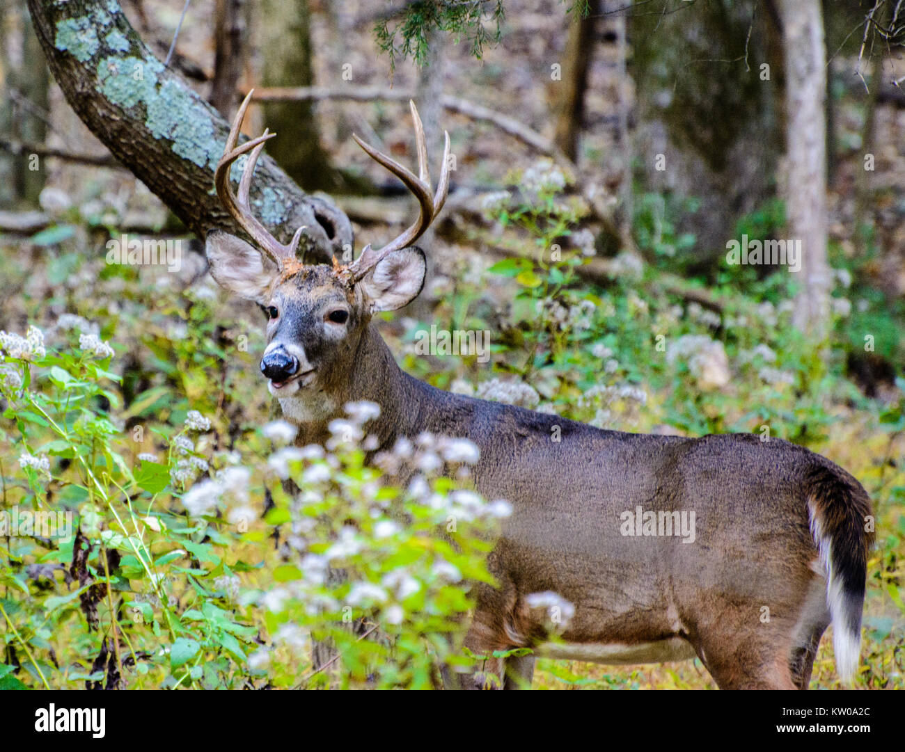 Cervo nel bosco whitetail immagini e fotografie stock ad alta ...