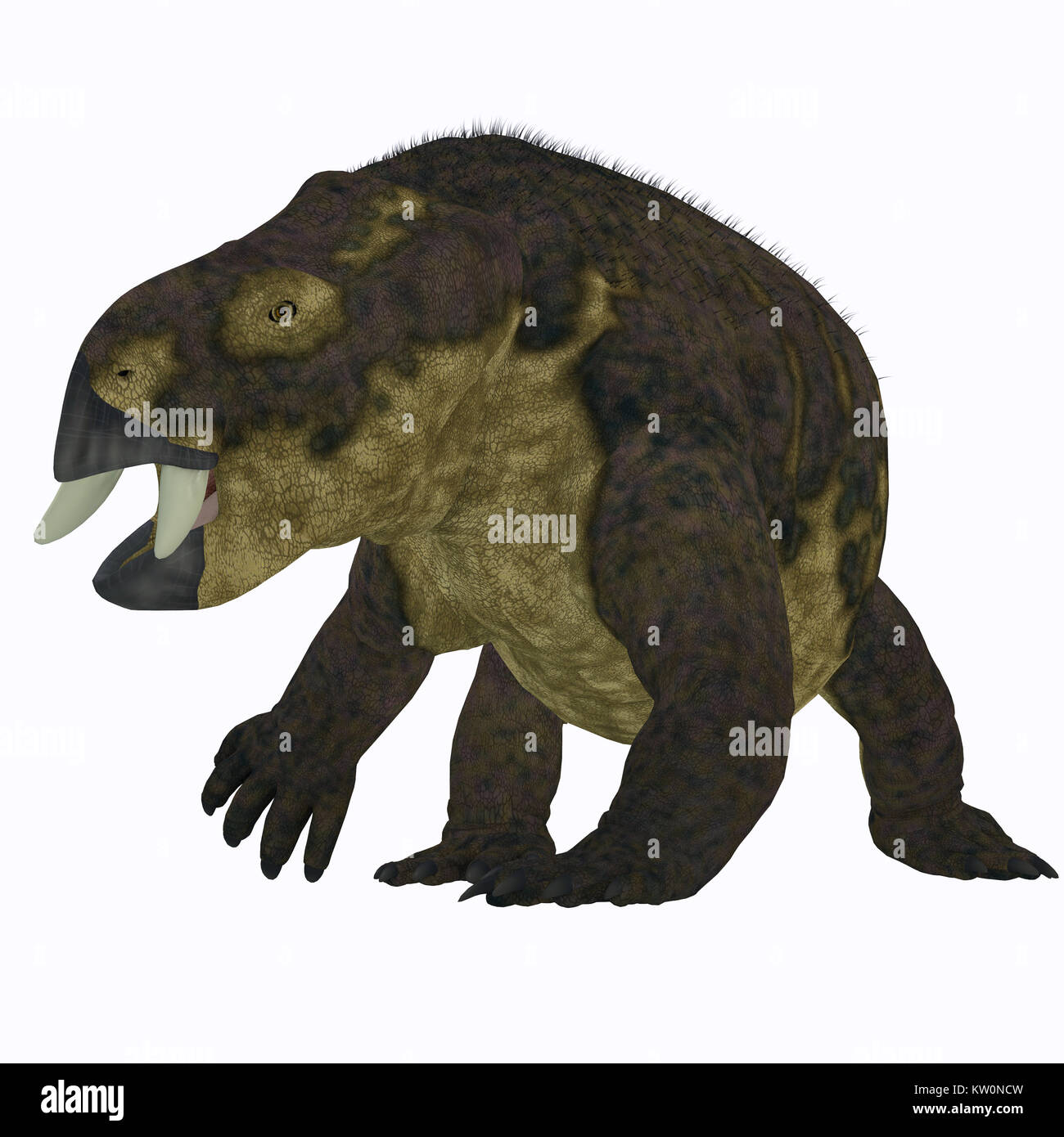 Dinosauro Placerias su bianco - Placerias era un erbivoro dicynodont ...