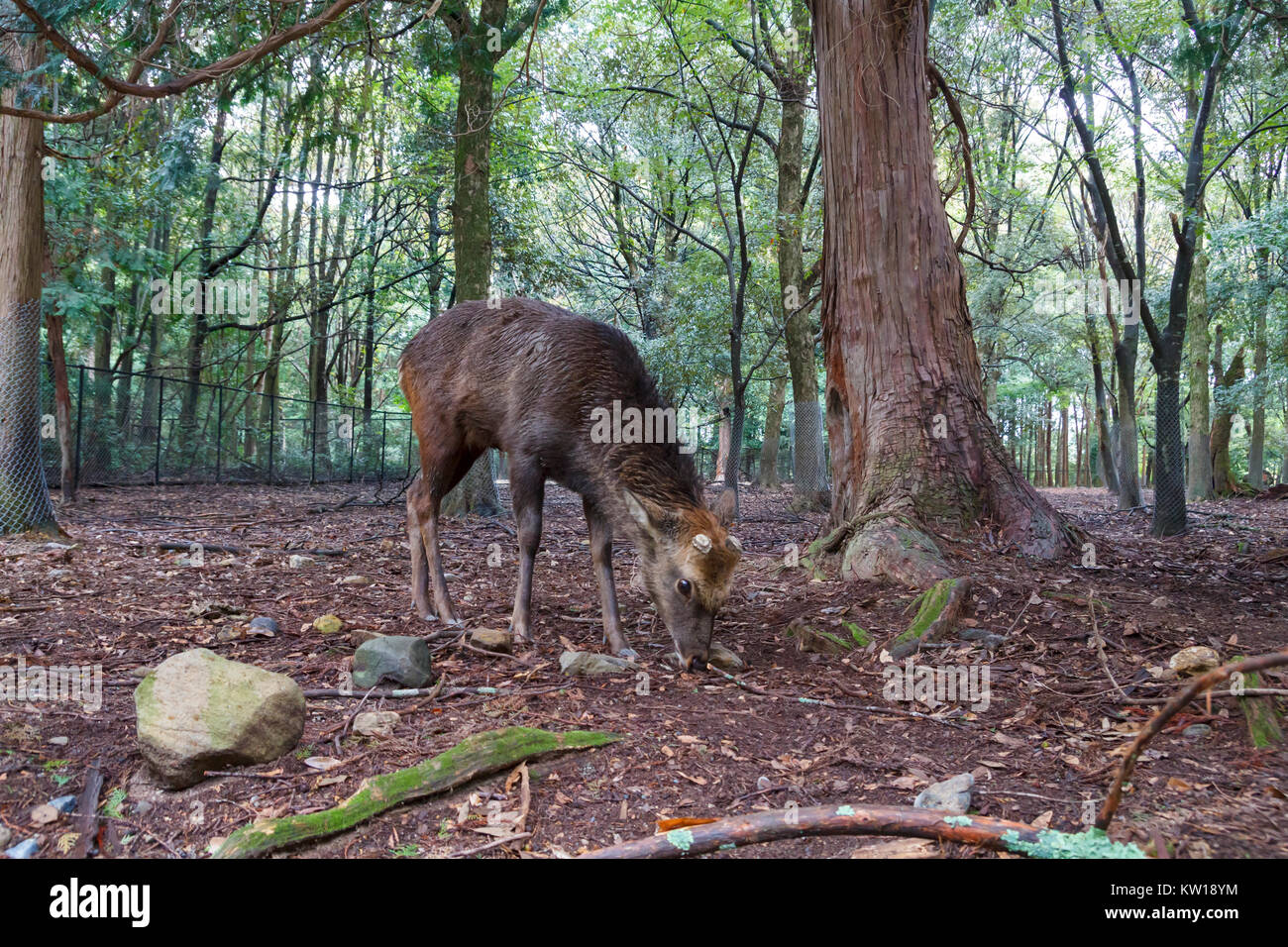 Cervo giappone immagini e fotografie stock ad alta risoluzione - Alamy