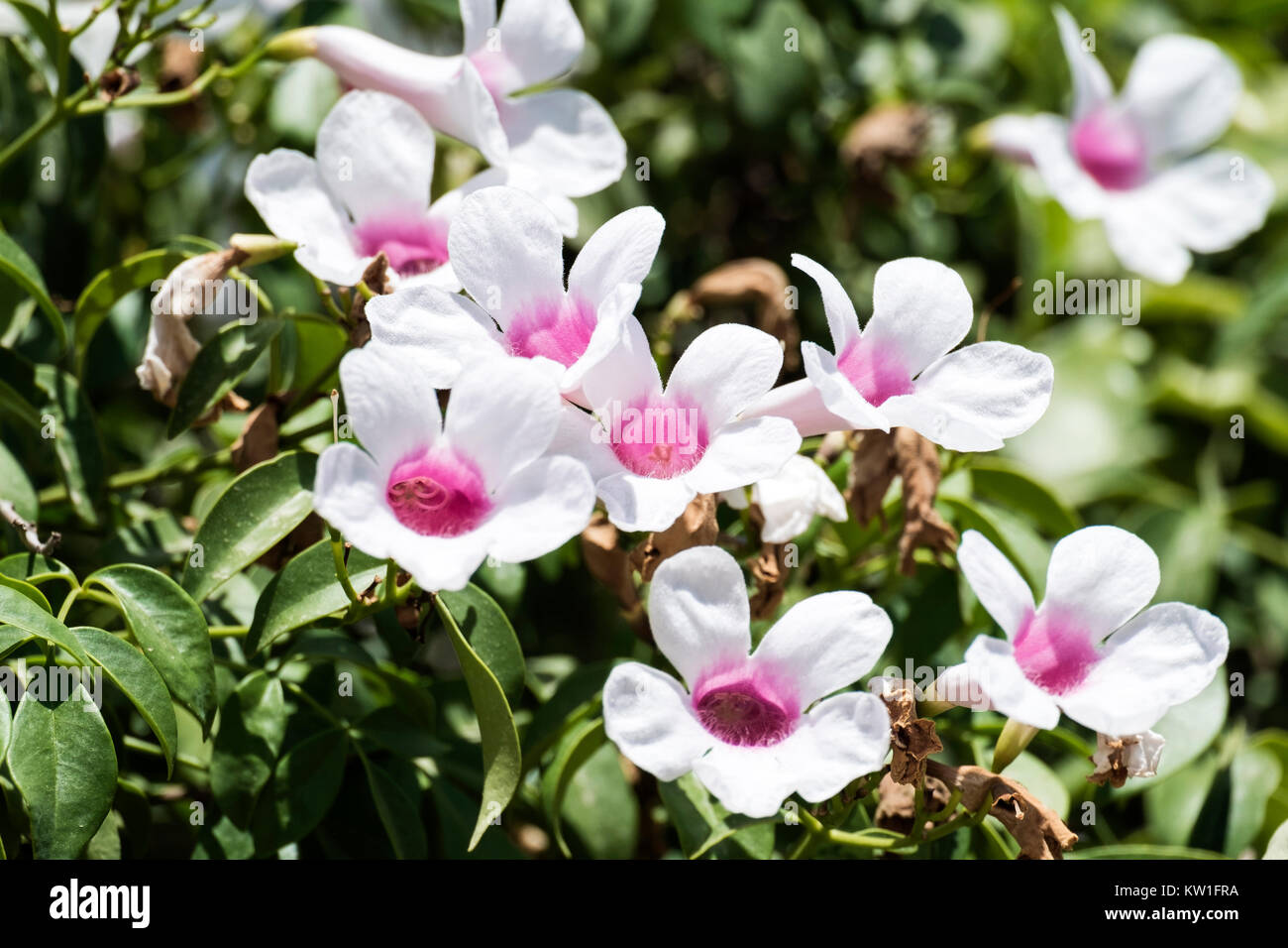 Pandorea jasminoides immagini e fotografie stock ad alta risoluzione ...