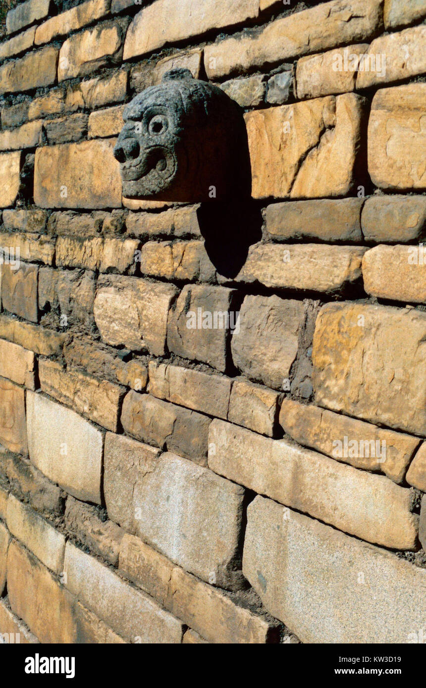 Teste feline immagini e fotografie stock ad alta risoluzione - Alamy