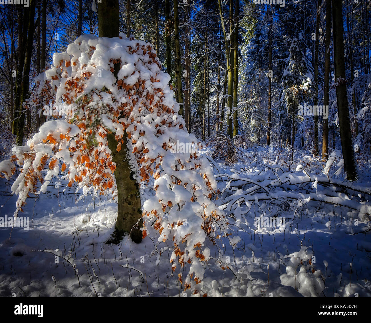 Nei boschi con la prima neve immagini e fotografie stock ad alta ...