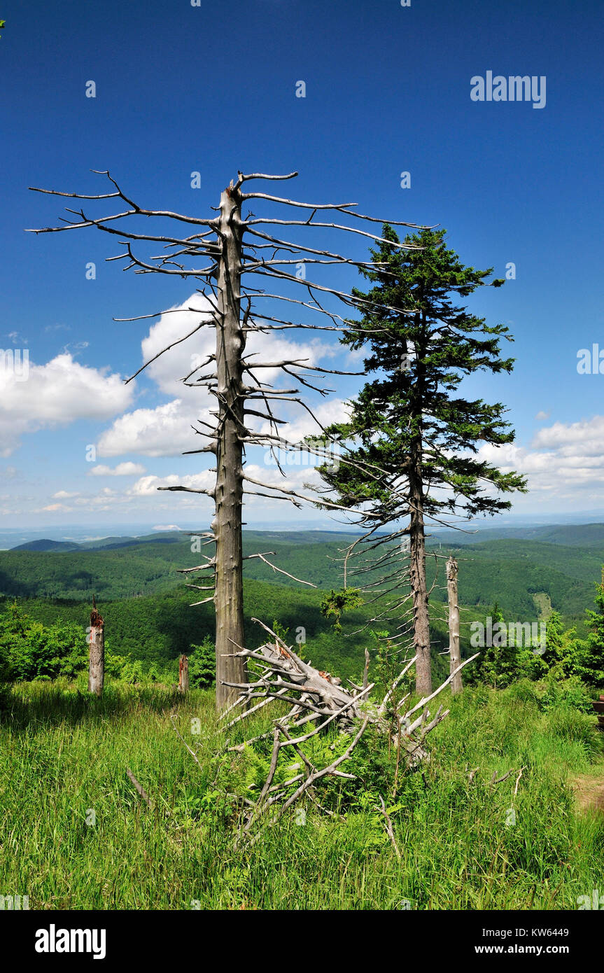 Legno di turingia immagini e fotografie stock ad alta risoluzione - Alamy