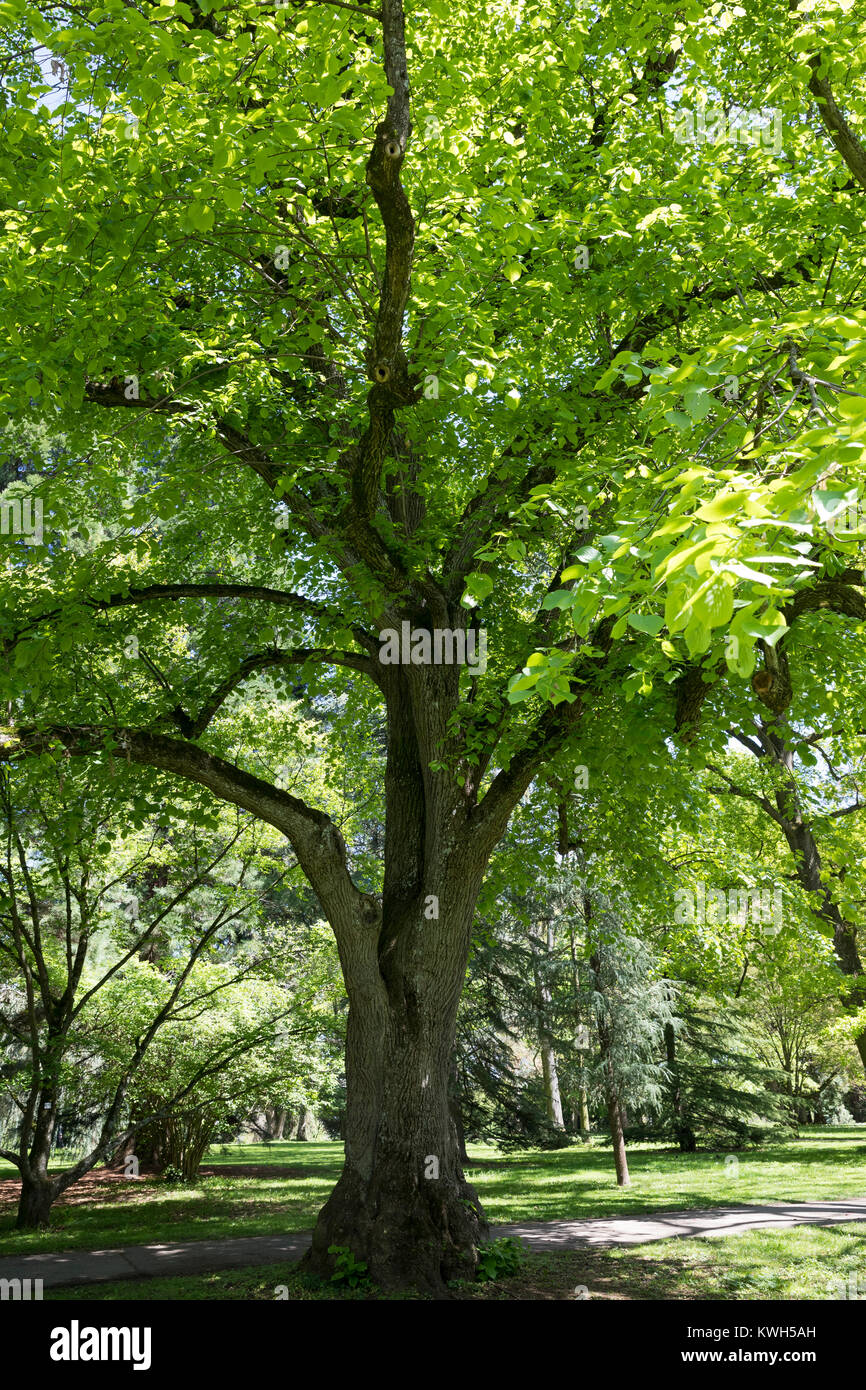 Sommer-Linde, Sommerlinde, Linde, Tilia platyphyllos, Tilia grandifolia ...