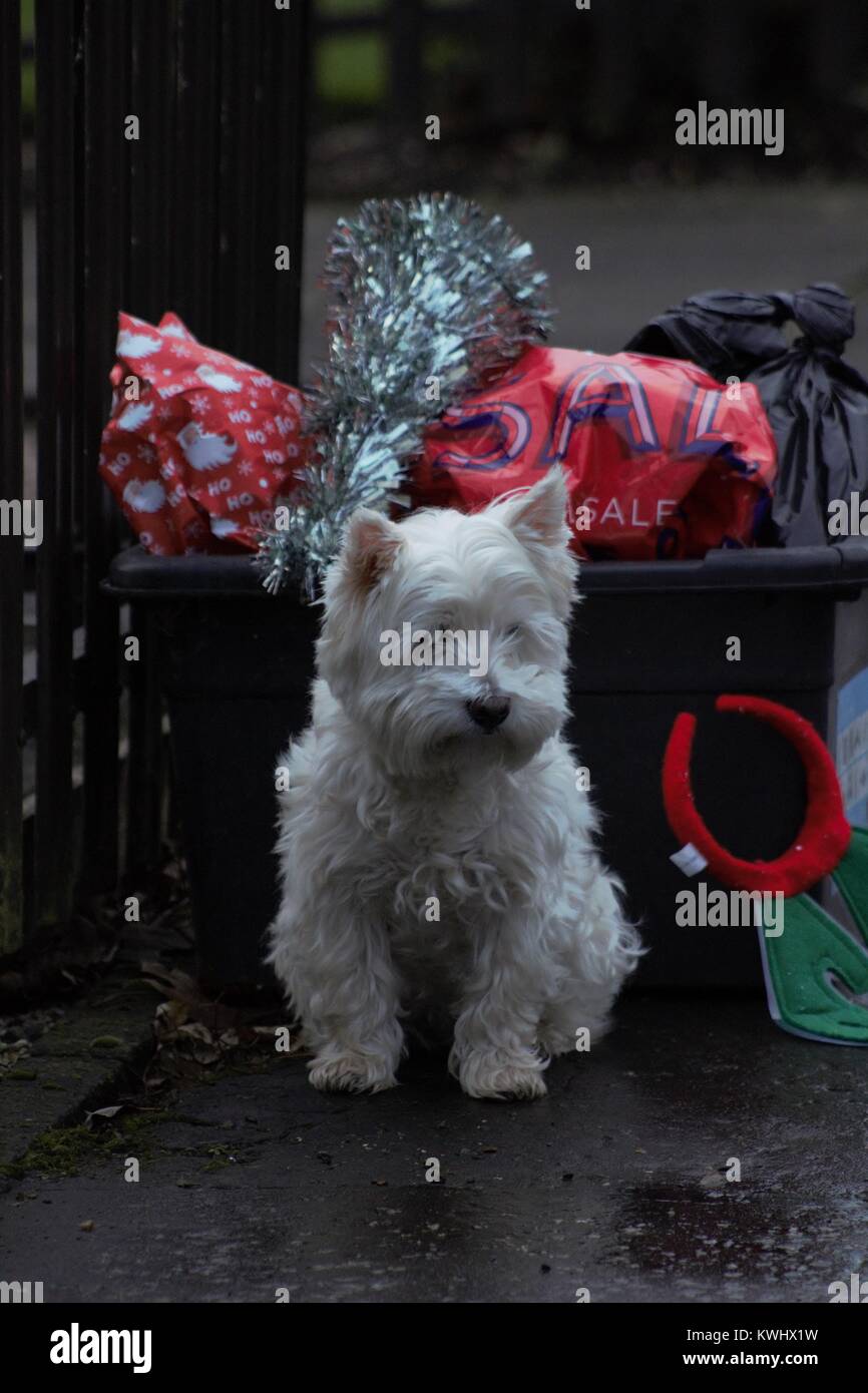 Cane scotty immagini e fotografie stock ad alta risoluzione - Alamy
