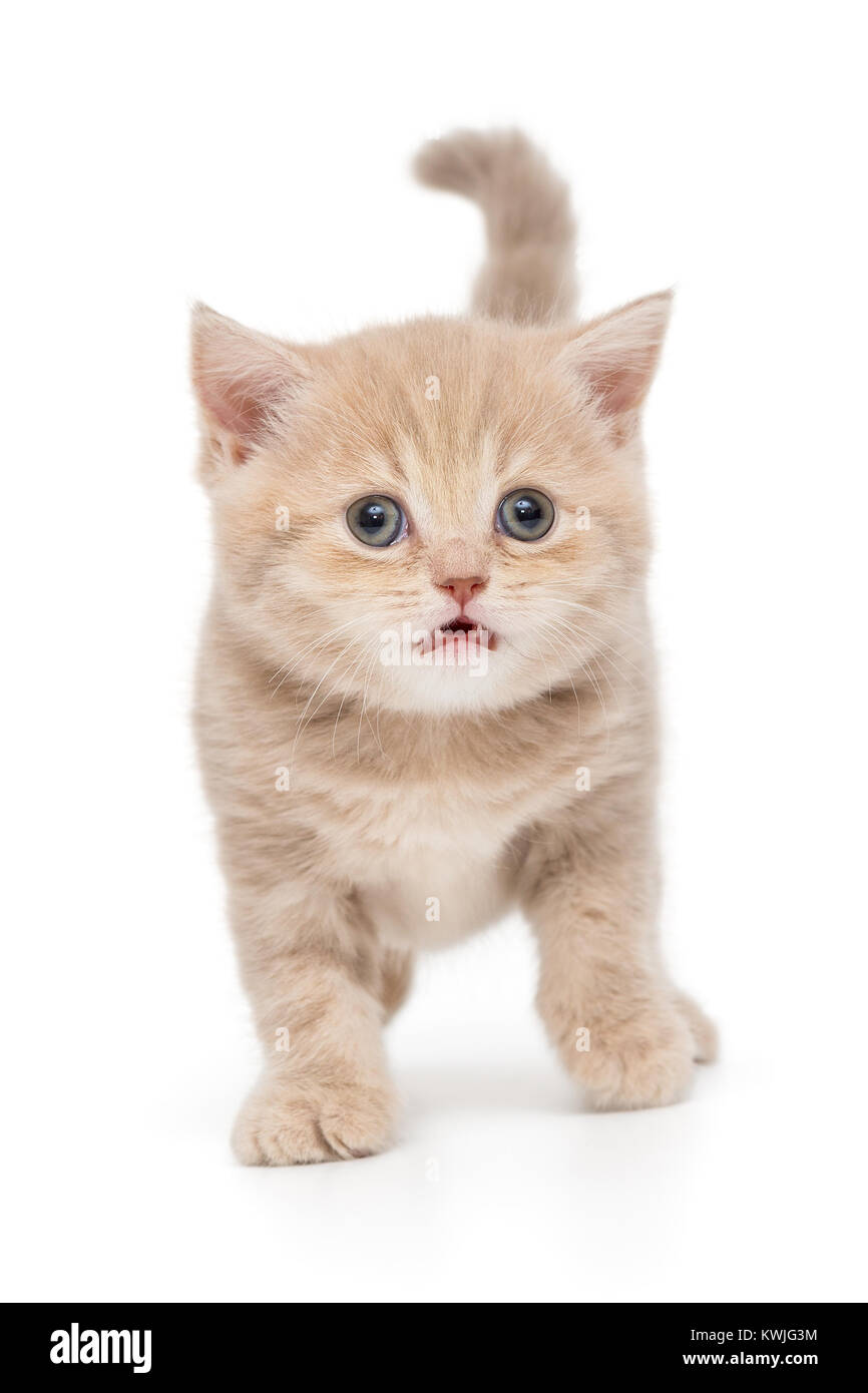 Colore fulvo immagini e fotografie stock ad alta risoluzione - Alamy