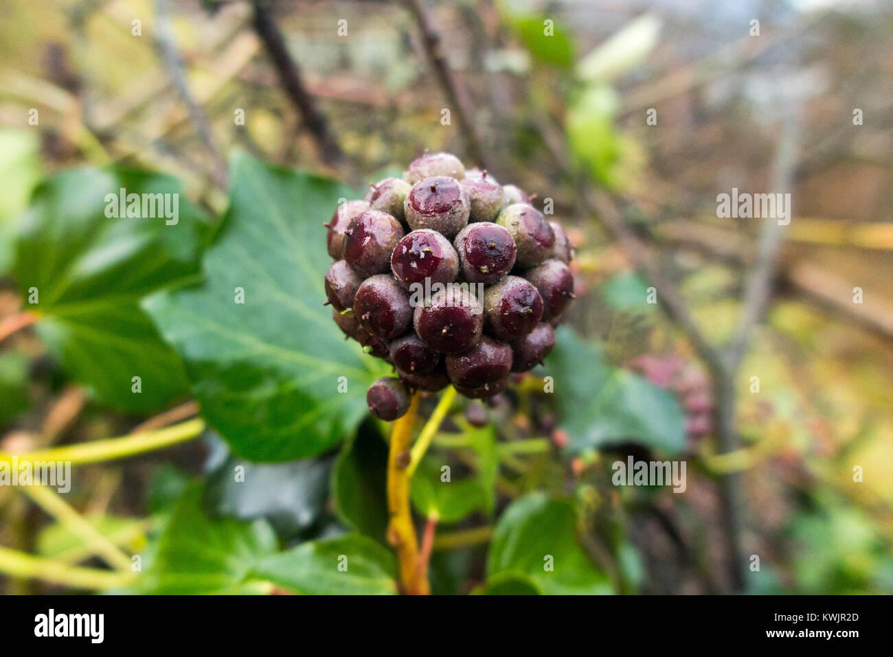 Bacche di edera. Altamente velenosi frutti di bosco su festivo ...