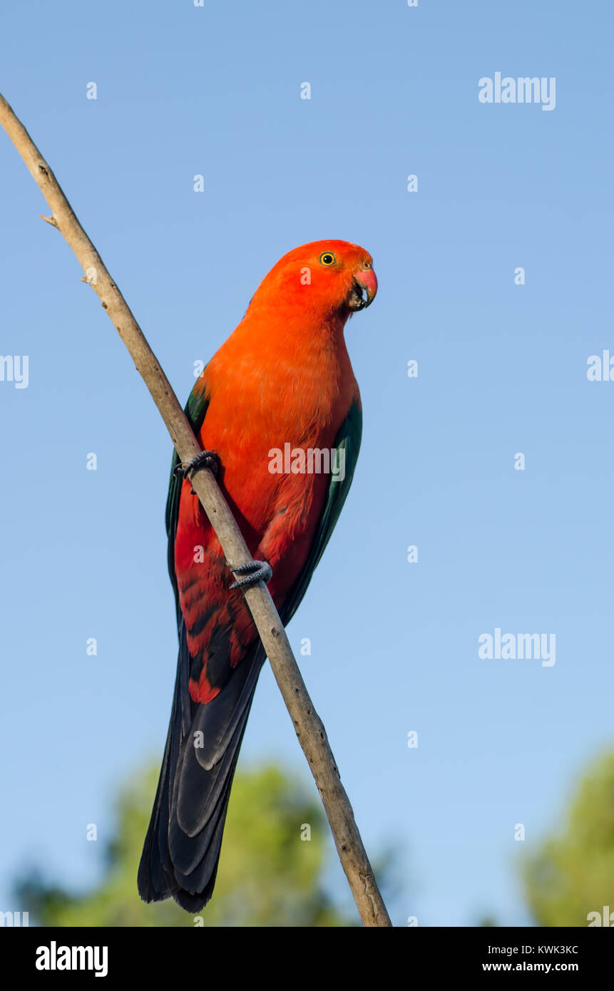 Pappagallo nativo australiano immagini e fotografie stock ad alta ...