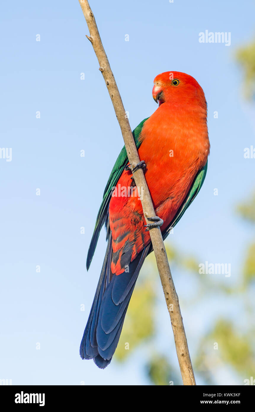 Pappagallo nativo australiano immagini e fotografie stock ad alta ...
