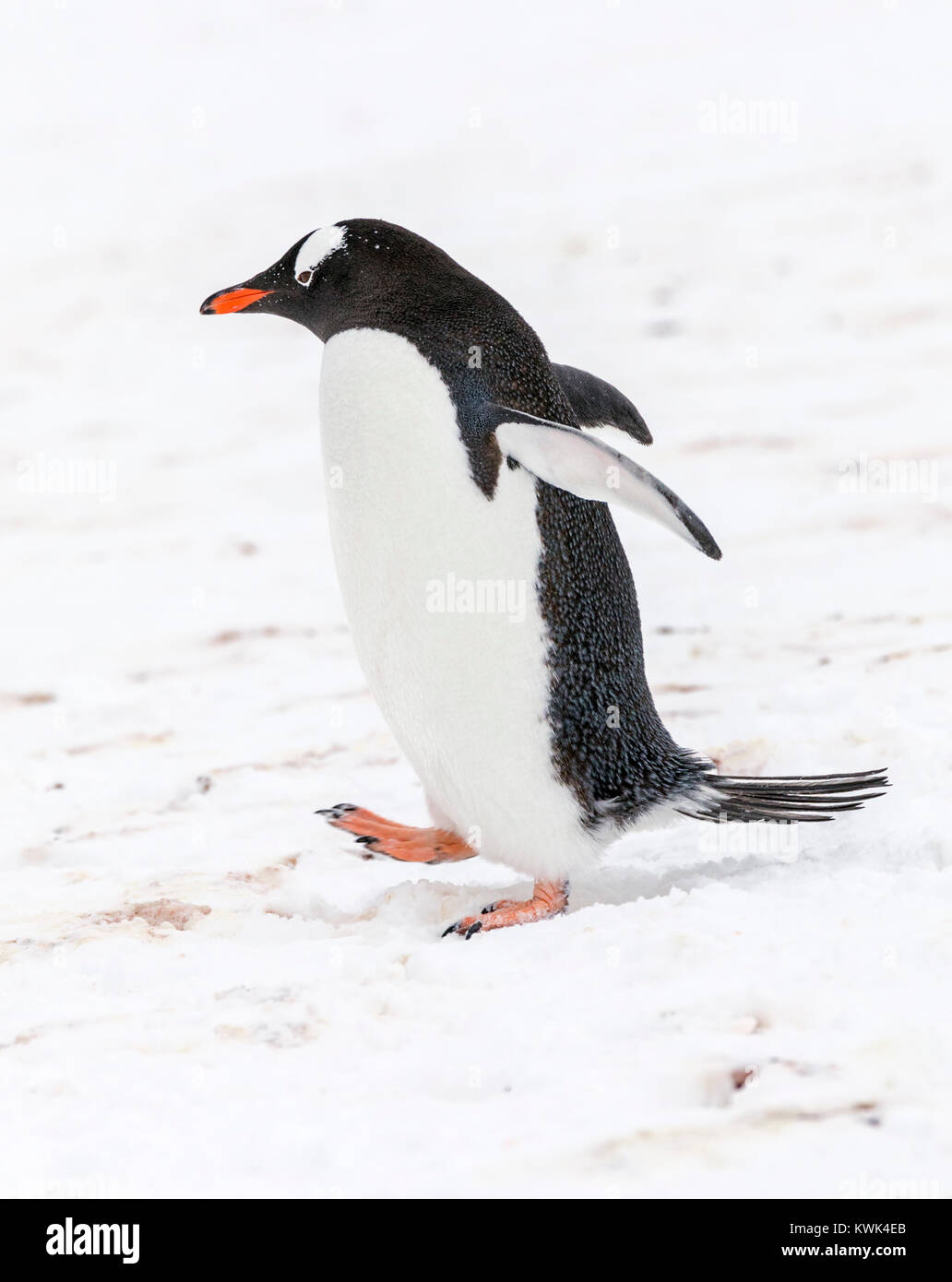 Long-tailed pinguino papua; Pygoscelis papua; de Cuverville Island ...