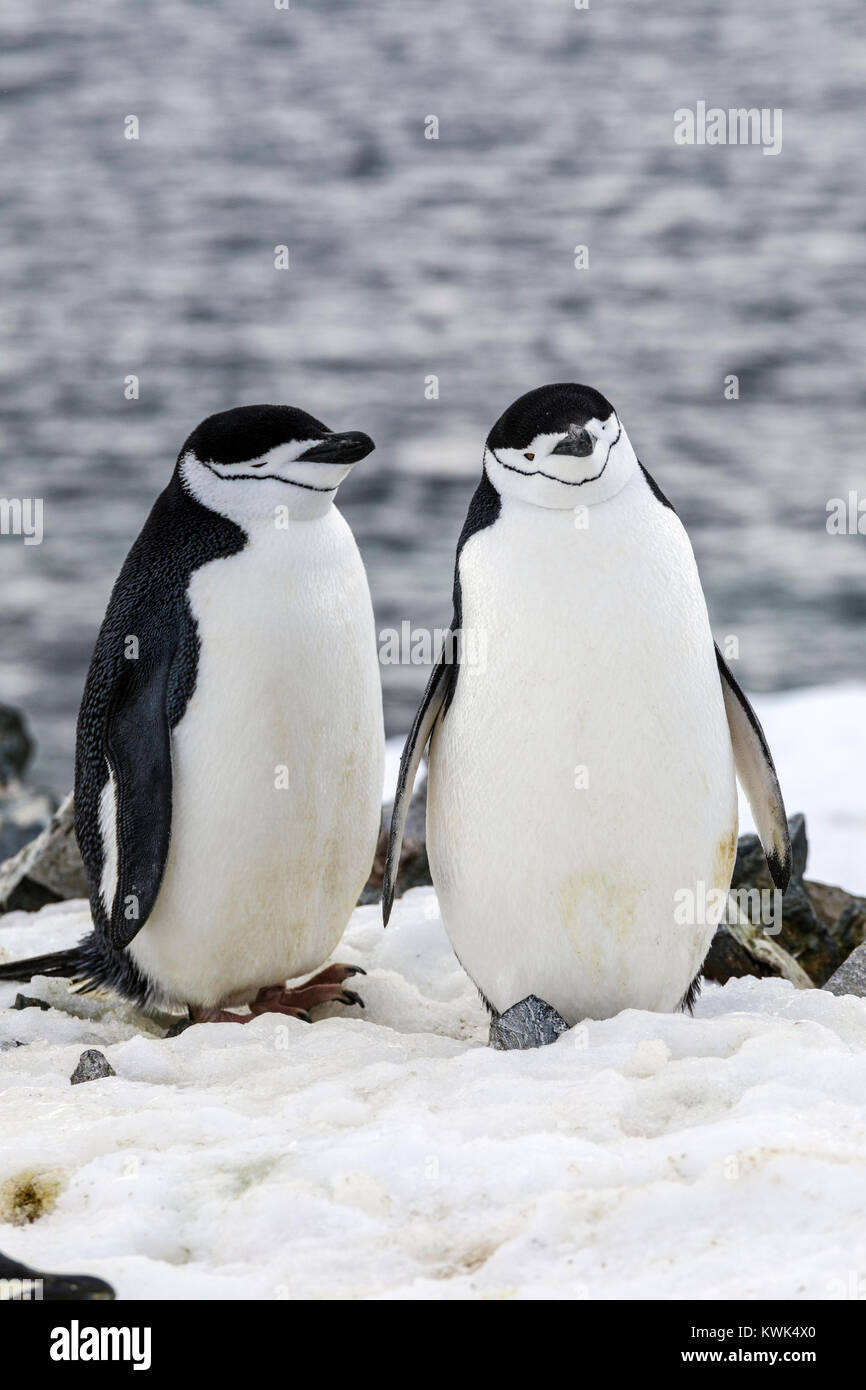 Pinguini Chinstrap; Pygoscelis antarcticus; inanellato penguin; barbuto ...