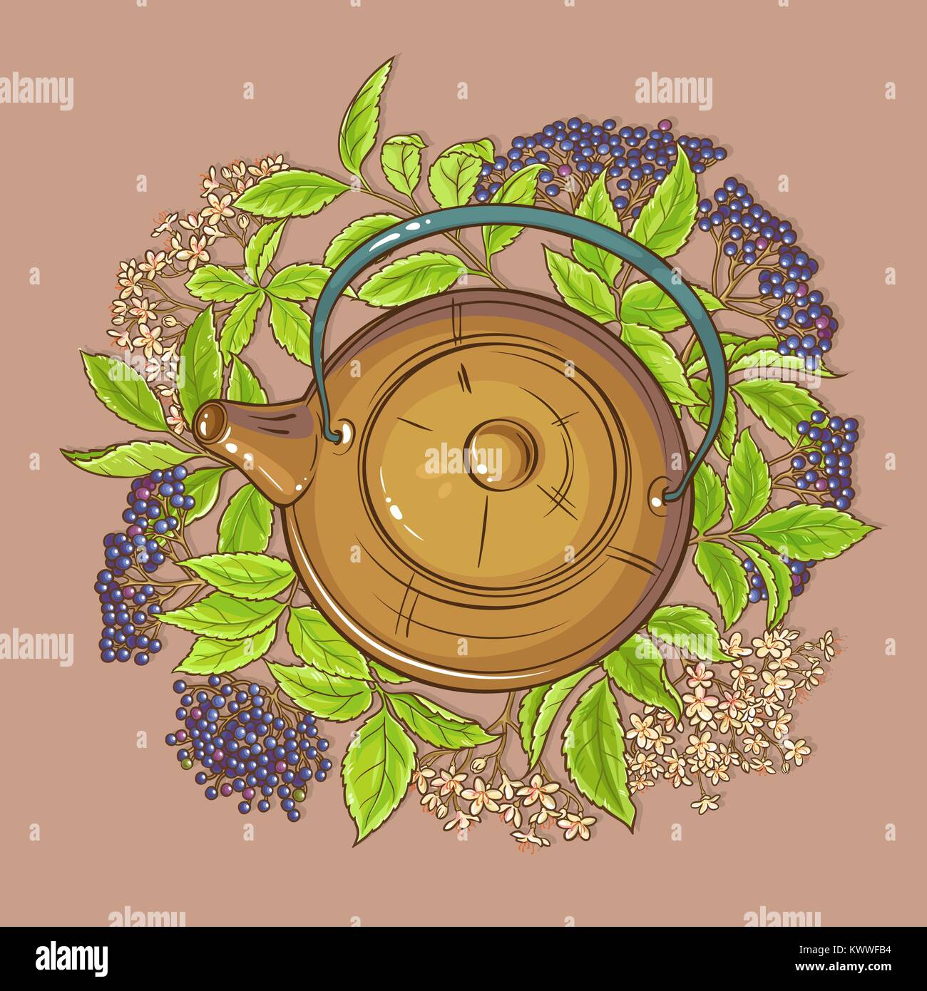 Disegno di fiori di sambuco immagini e fotografie stock ad alta ...