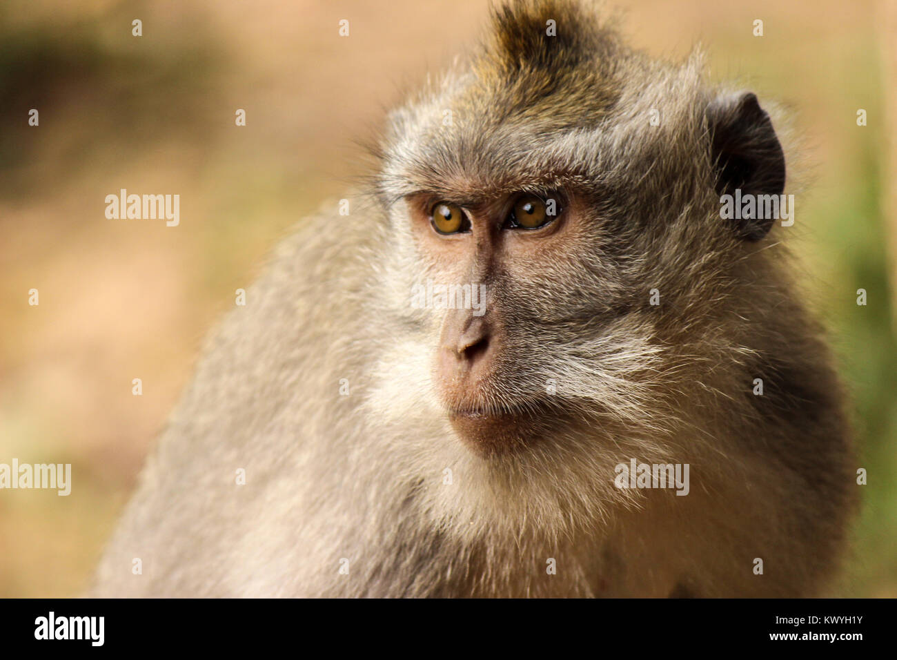 Scimmia macaco dalla coda lunga immagini e fotografie stock ad alta ...