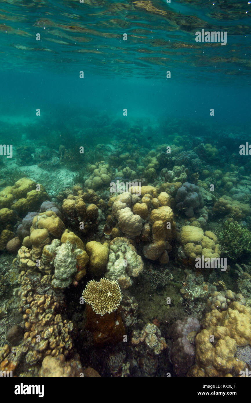 Philippines palawan island coral reef immagini e fotografie stock ad ...
