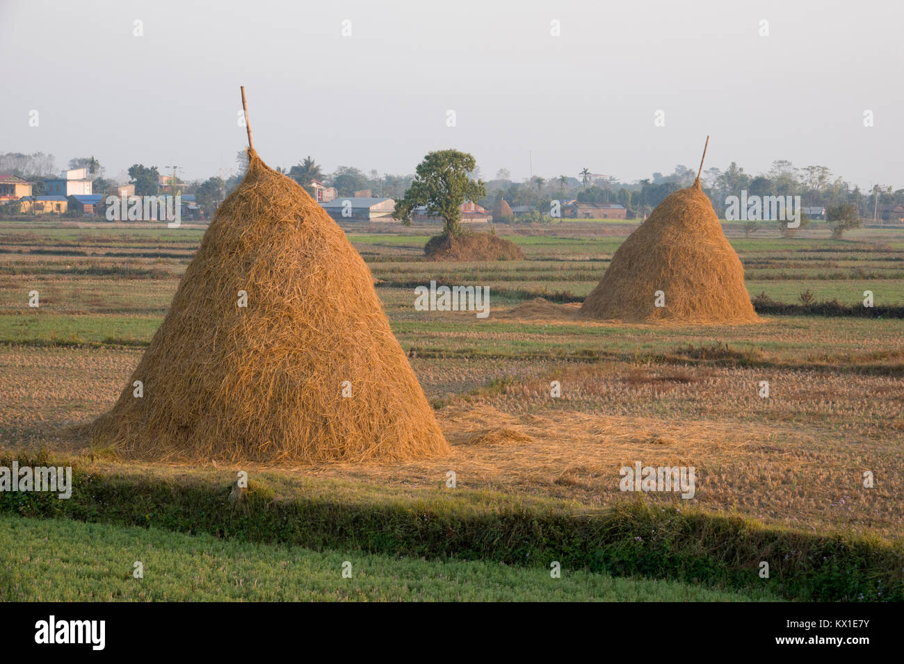 Giant haystacks immagini e fotografie stock ad alta risoluzione - Alamy