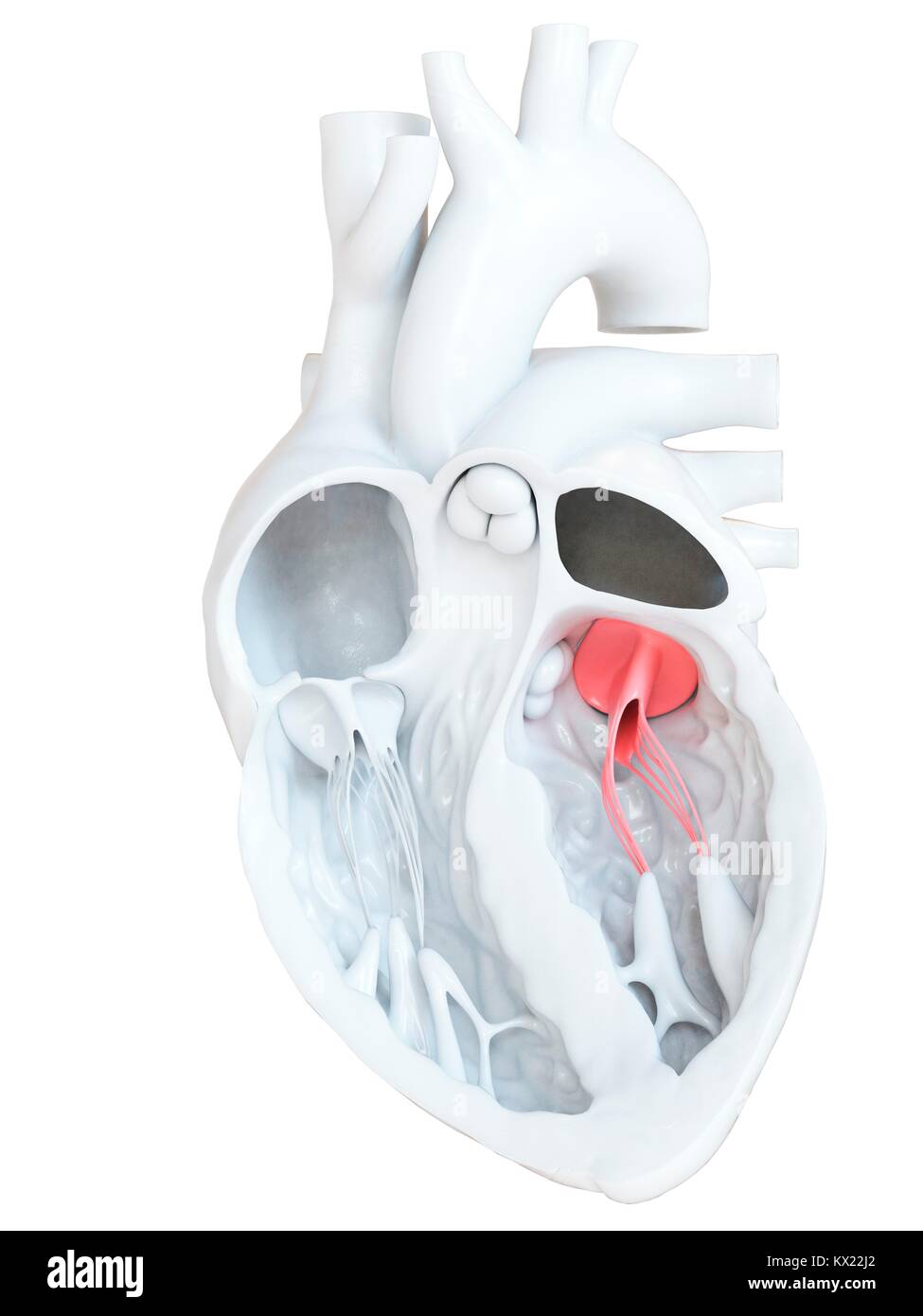 Valvola cardiaca biologica immagini e fotografie stock ad alta ...
