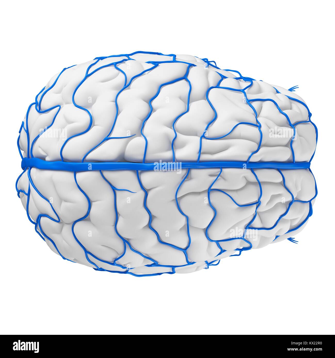 Vene del cervello umano immagini e fotografie stock ad alta risoluzione ...