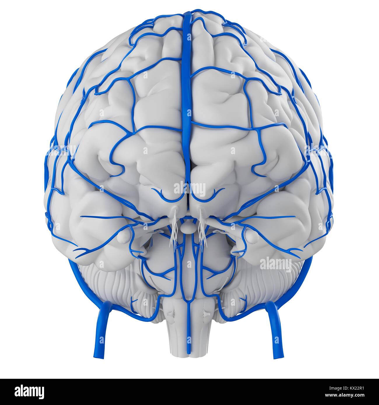 Vene del cervello umano immagini e fotografie stock ad alta risoluzione ...