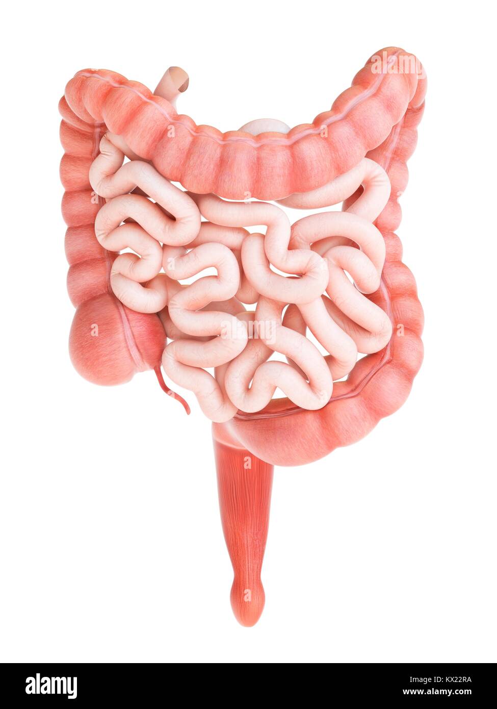 Piccolo intestino immagini e fotografie stock ad alta risoluzione - Alamy