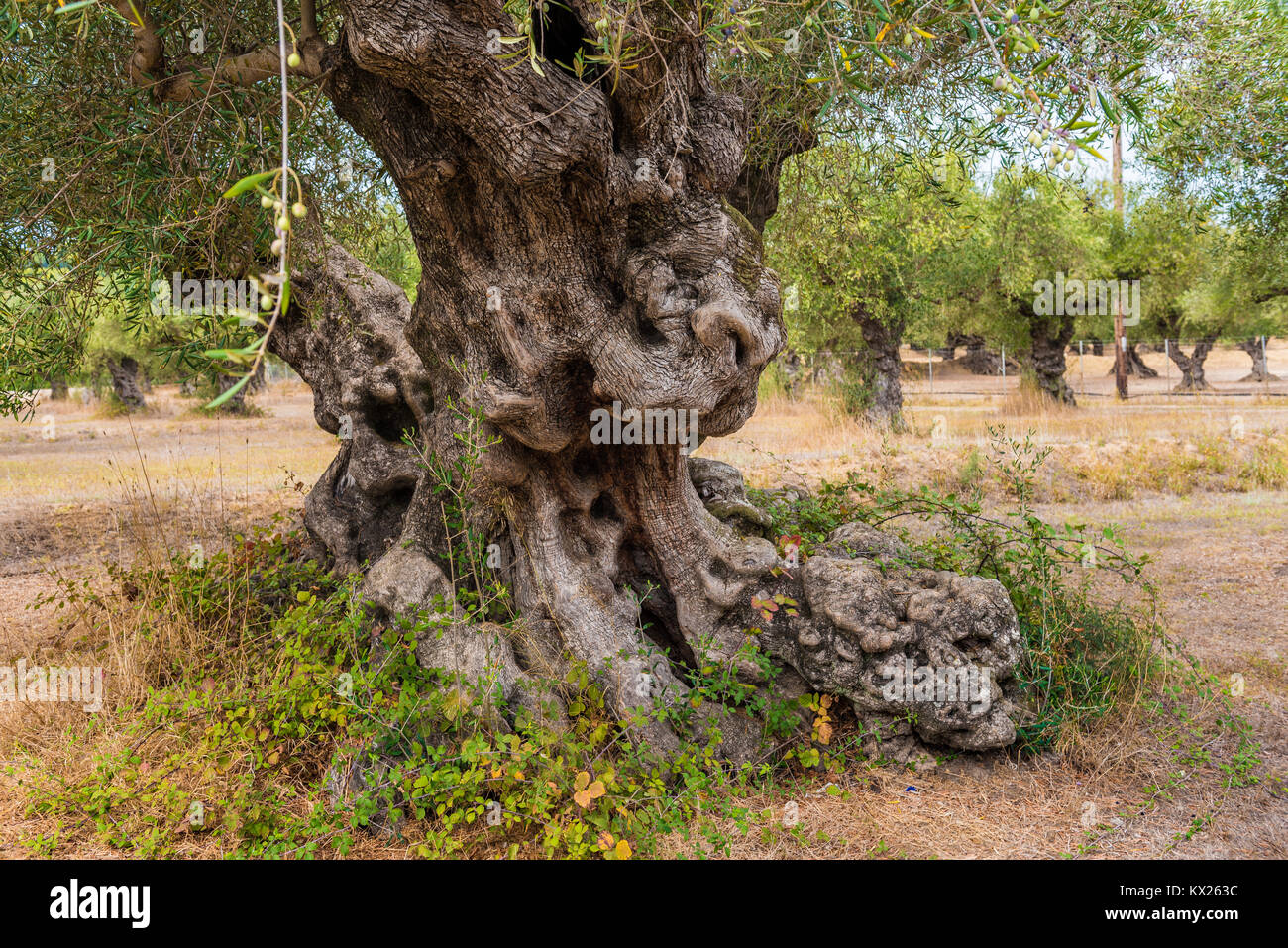 Campo di oliva con grande vecchio albero le radici e il tronco. L'isola ...