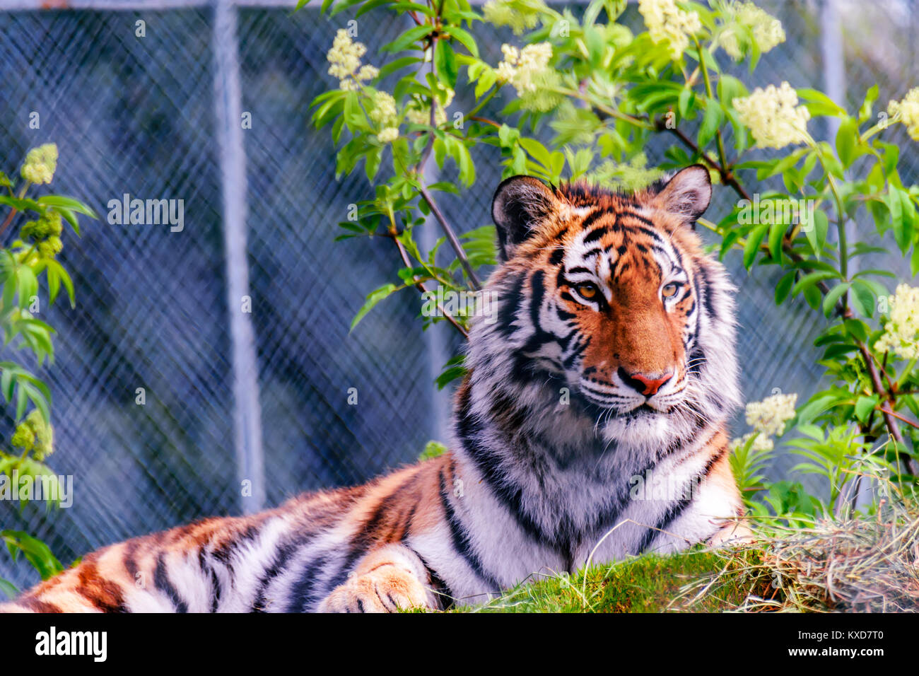 Tigre animale immagini e fotografie stock ad alta risoluzione - Alamy