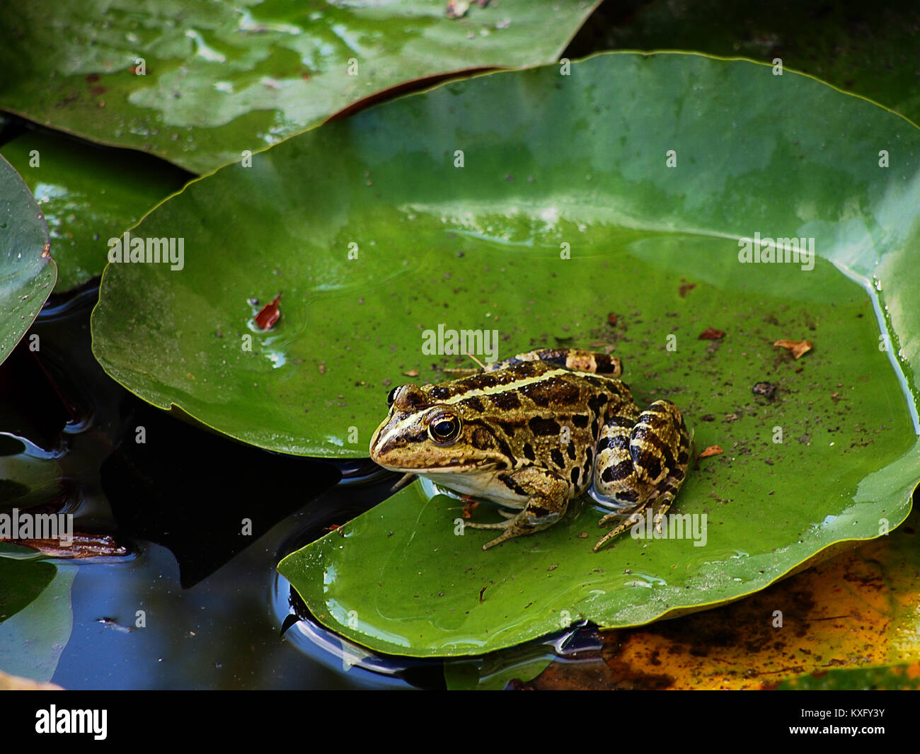 Gambe di rana immagini e fotografie stock ad alta risoluzione - Alamy