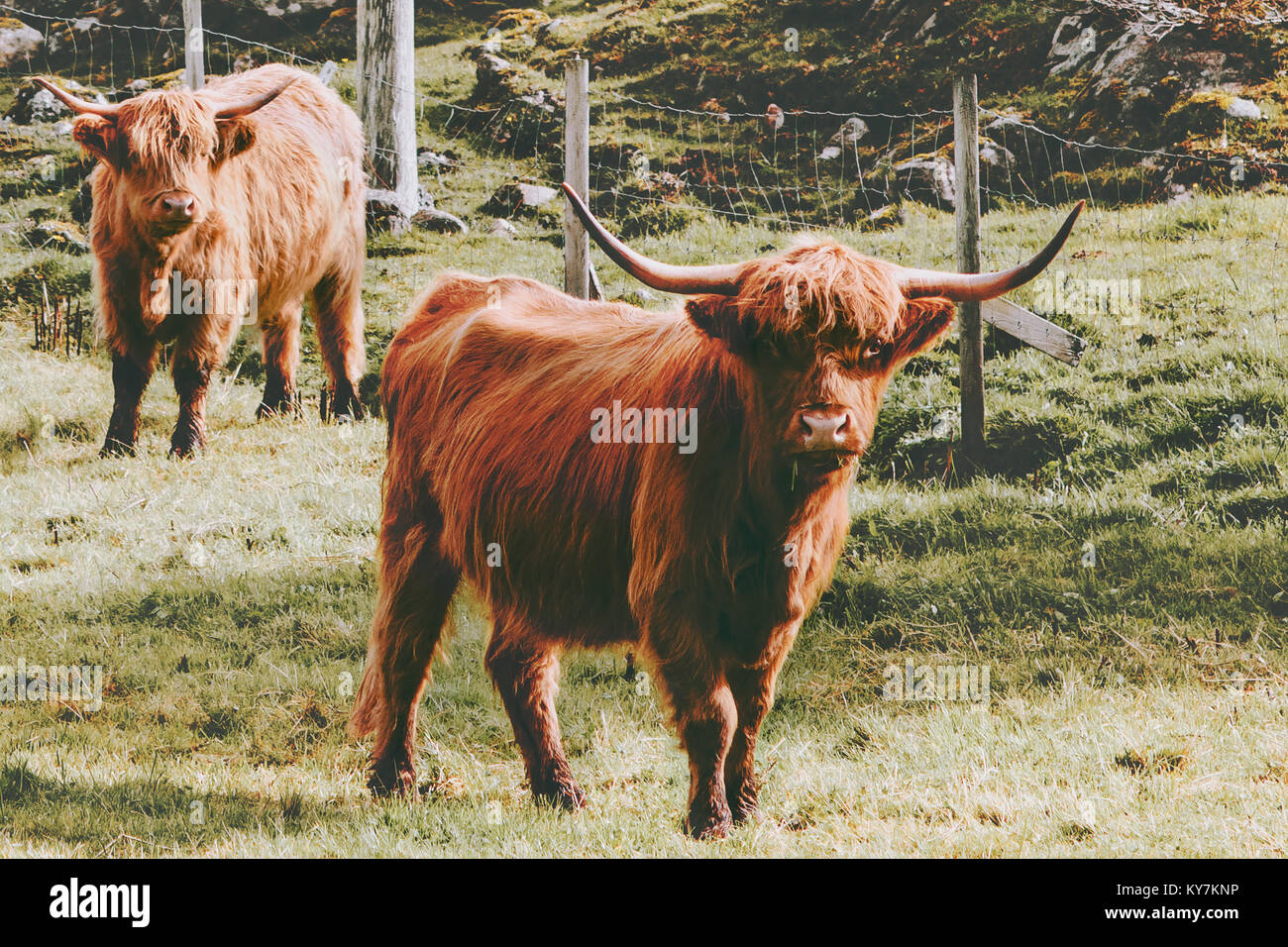 Highland bovini mucca animali da fattoria i capelli lunghi e le corna ...
