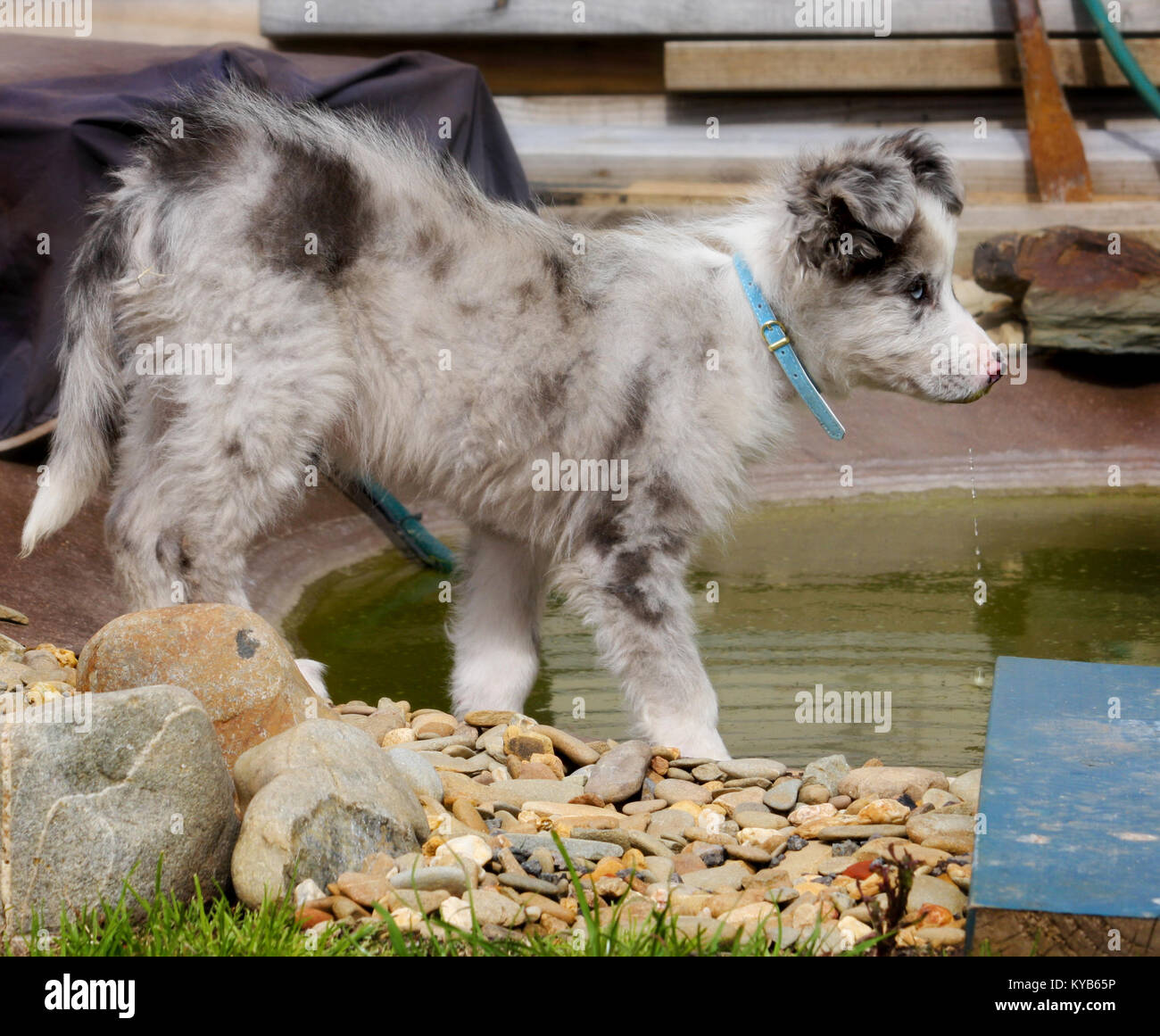 Cucciolo strabico immagini e fotografie stock ad alta risoluzione - Alamy