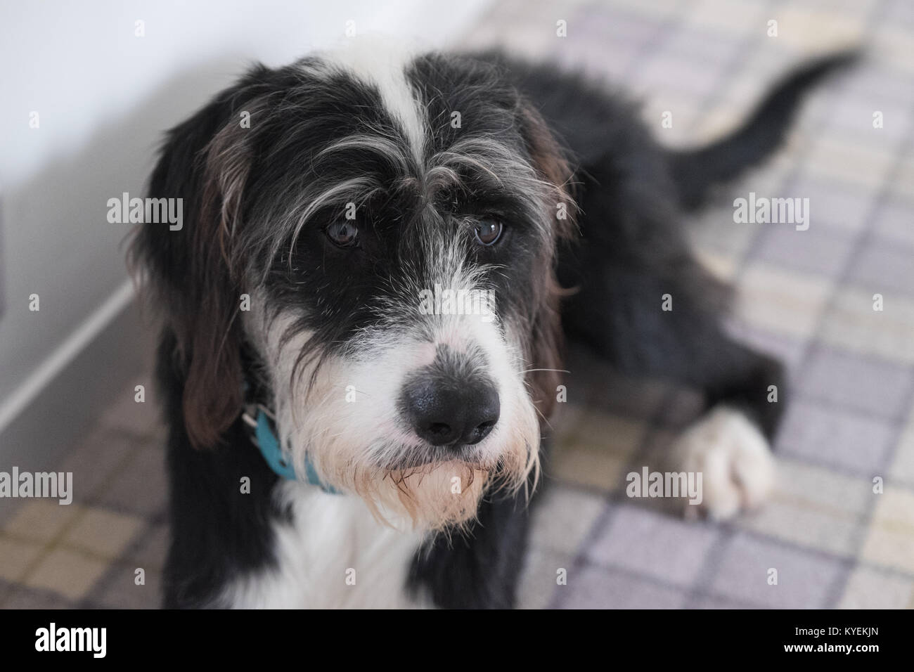 Cane peloso bianco immagini e fotografie stock ad alta risoluzione - Alamy