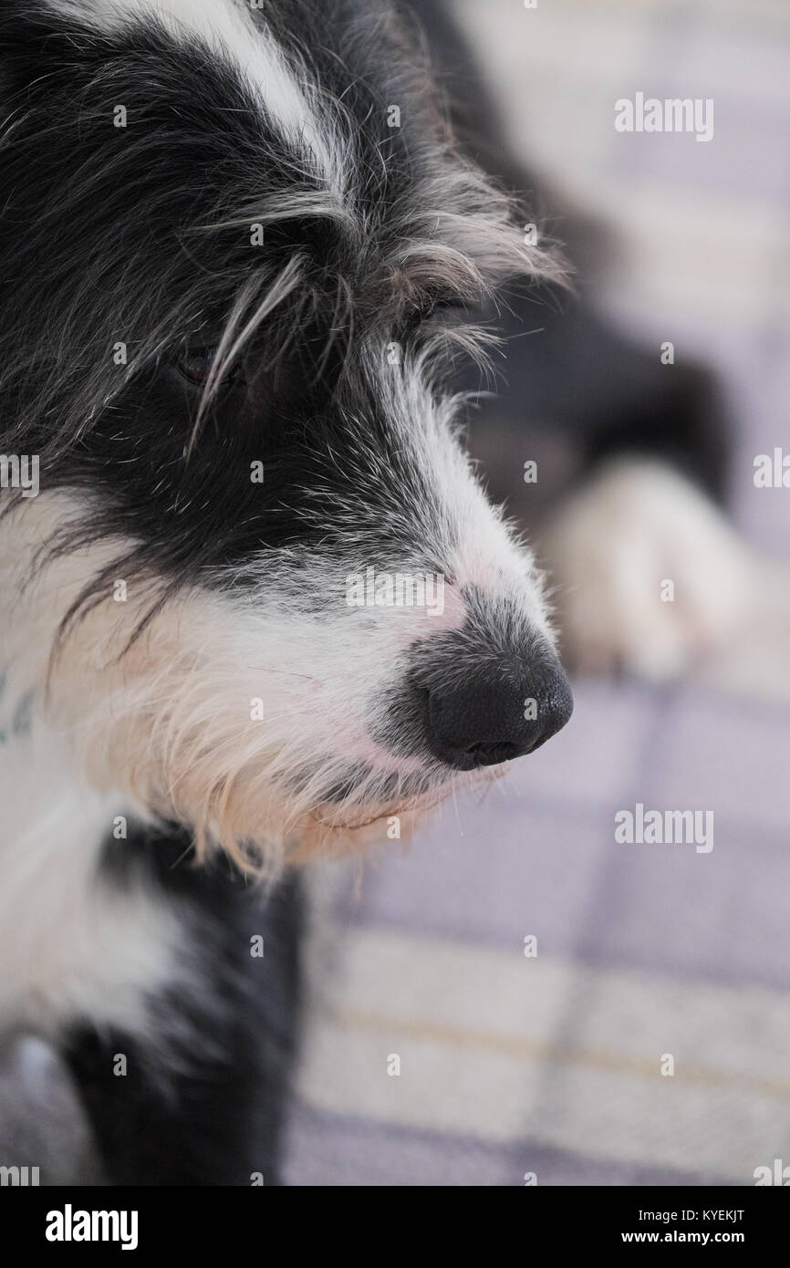 Cane peloso bianco immagini e fotografie stock ad alta risoluzione - Alamy