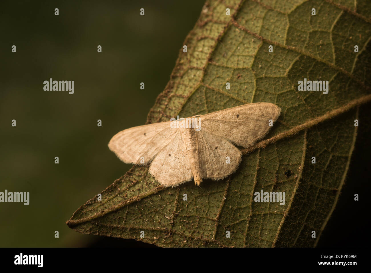 Amazzonia colombiana immagini e fotografie stock ad alta risoluzione ...