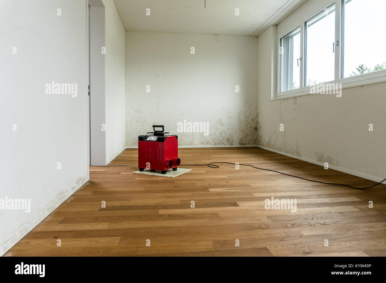 Muffa nera immagini e fotografie stock ad alta risoluzione - Alamy