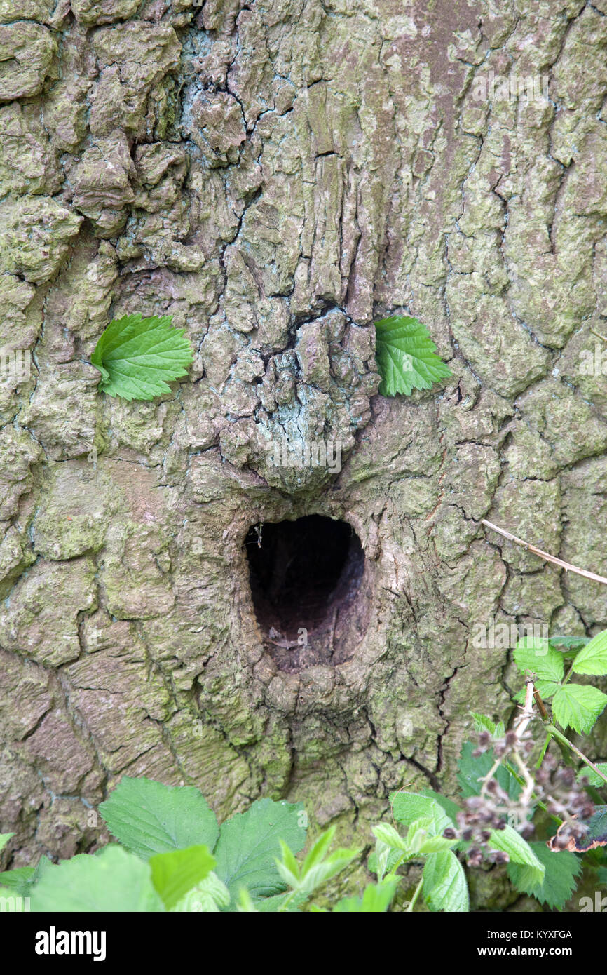 Foro nel tronco di albero con foglie formando gli occhi per fare un ...