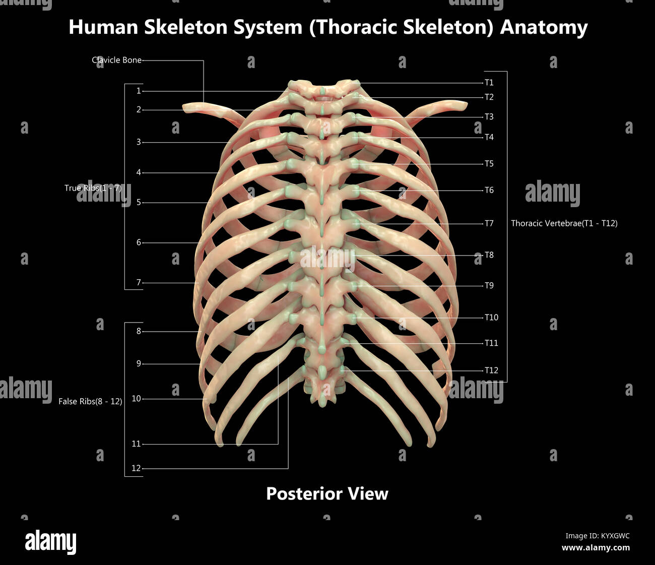 Scheletro umano sistema scheletro toracico Design etichetta vista ...