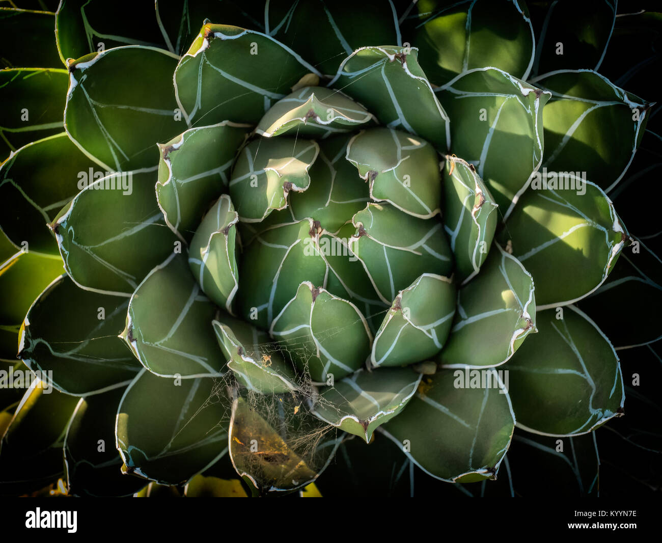 Royal agave agave victoria reginae immagini e fotografie stock ad alta ...