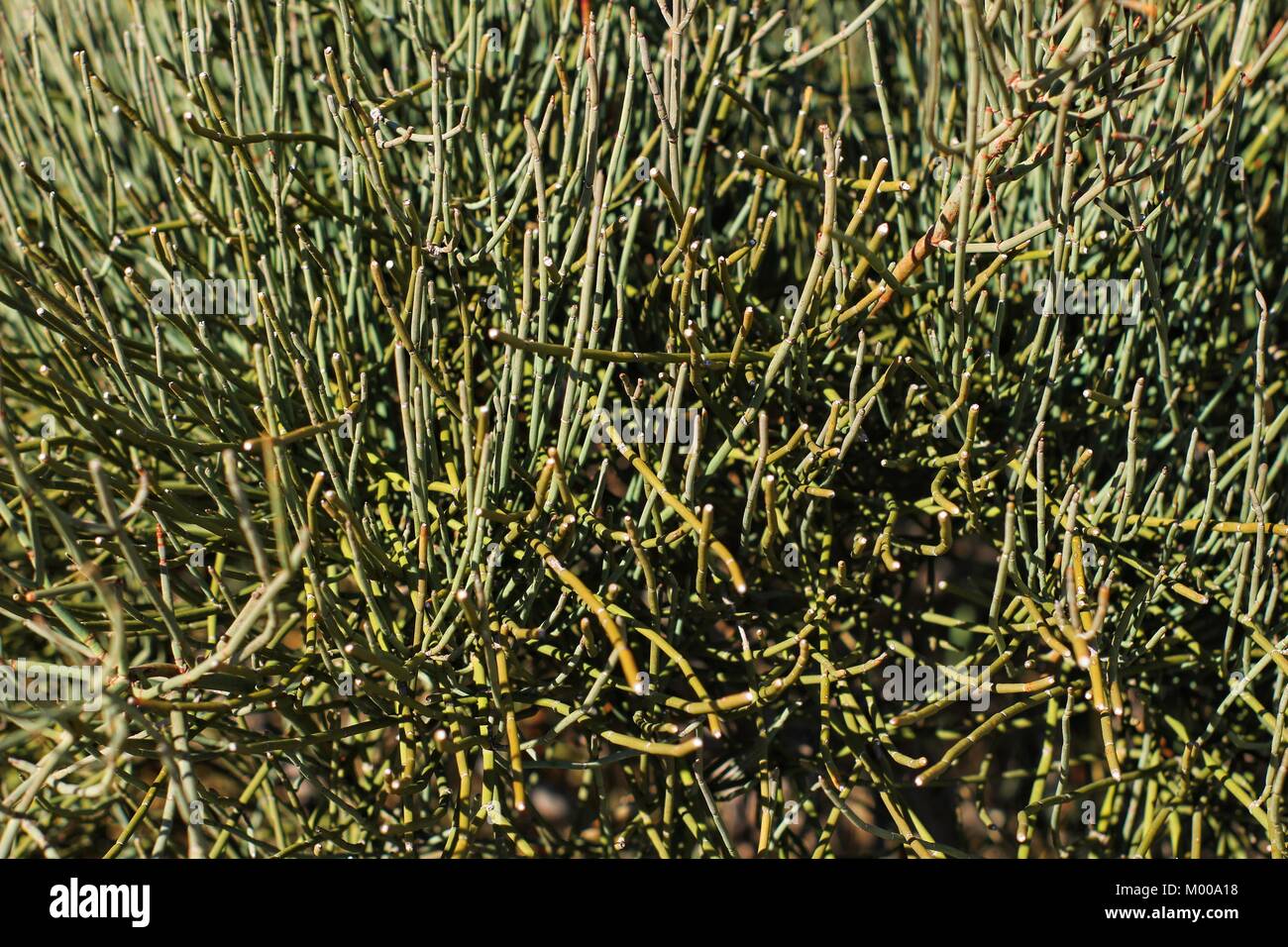 Equiseto arvense pianta texture in montagna sotto il sole Foto stock ...