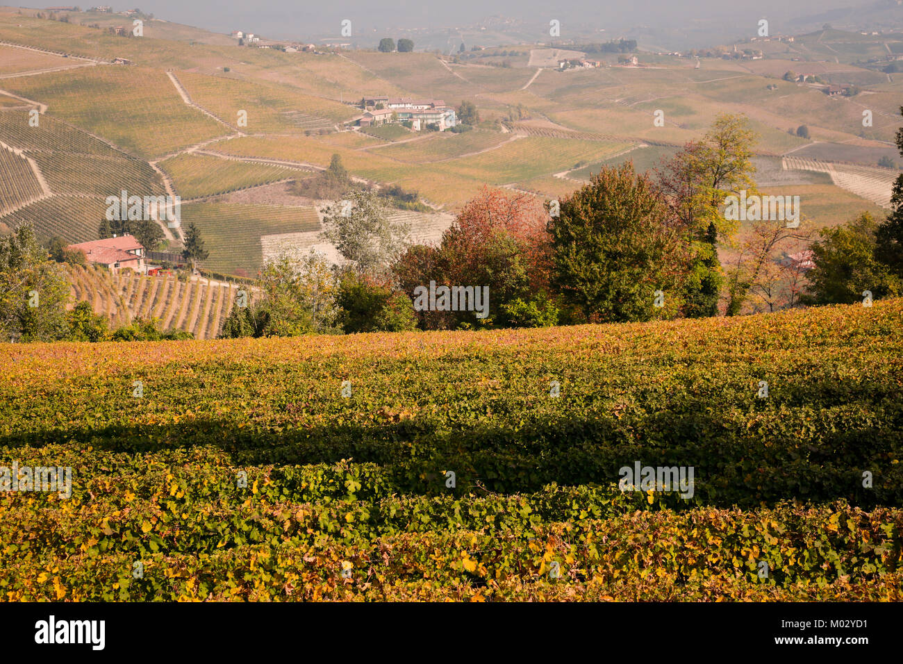Il Barolo, Piemonte, Italia: vigneti e paesaggi dei dintorni di Barolo ...